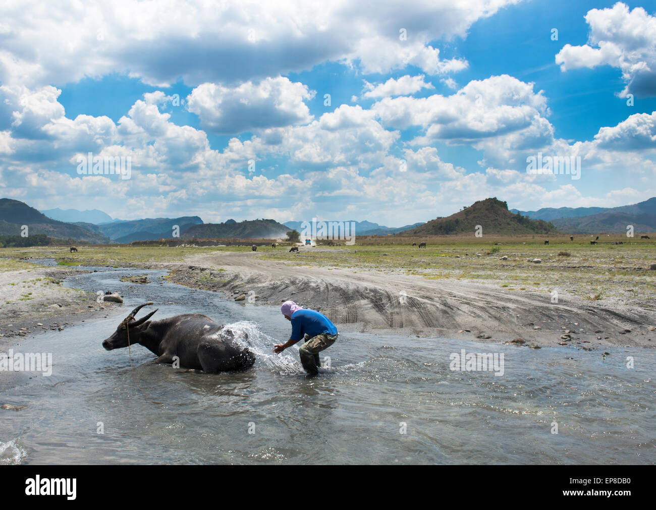 Man washing buffalo hi-res stock photography and images - Alamy