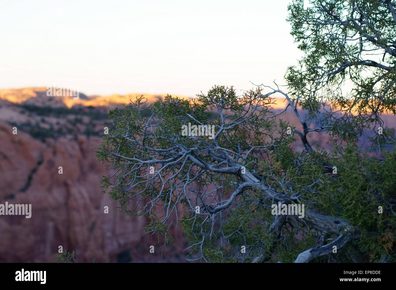 Juniper tree grand canyon hi-res stock photography and images - Alamy