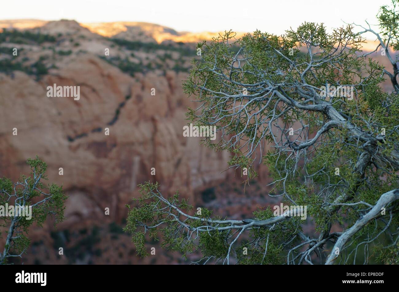 Juniper branch detail over the canyon wall on sunset Stock Photo - Alamy