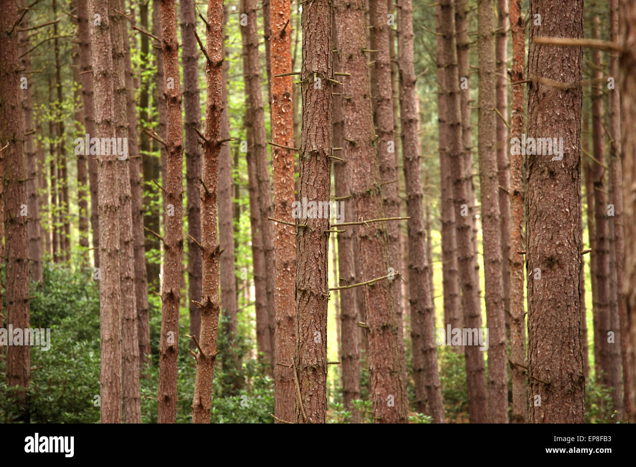 Pine trees norfolk sandringham hi-res stock photography and images - Alamy