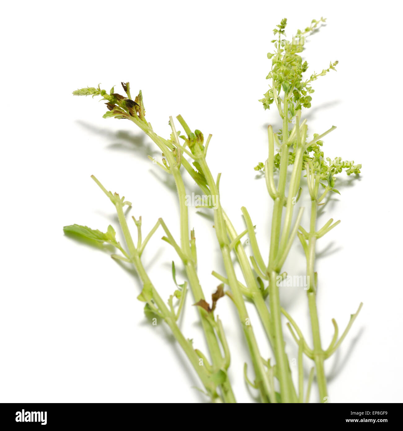 leaf stalk basil on a white background Stock Photo - Alamy