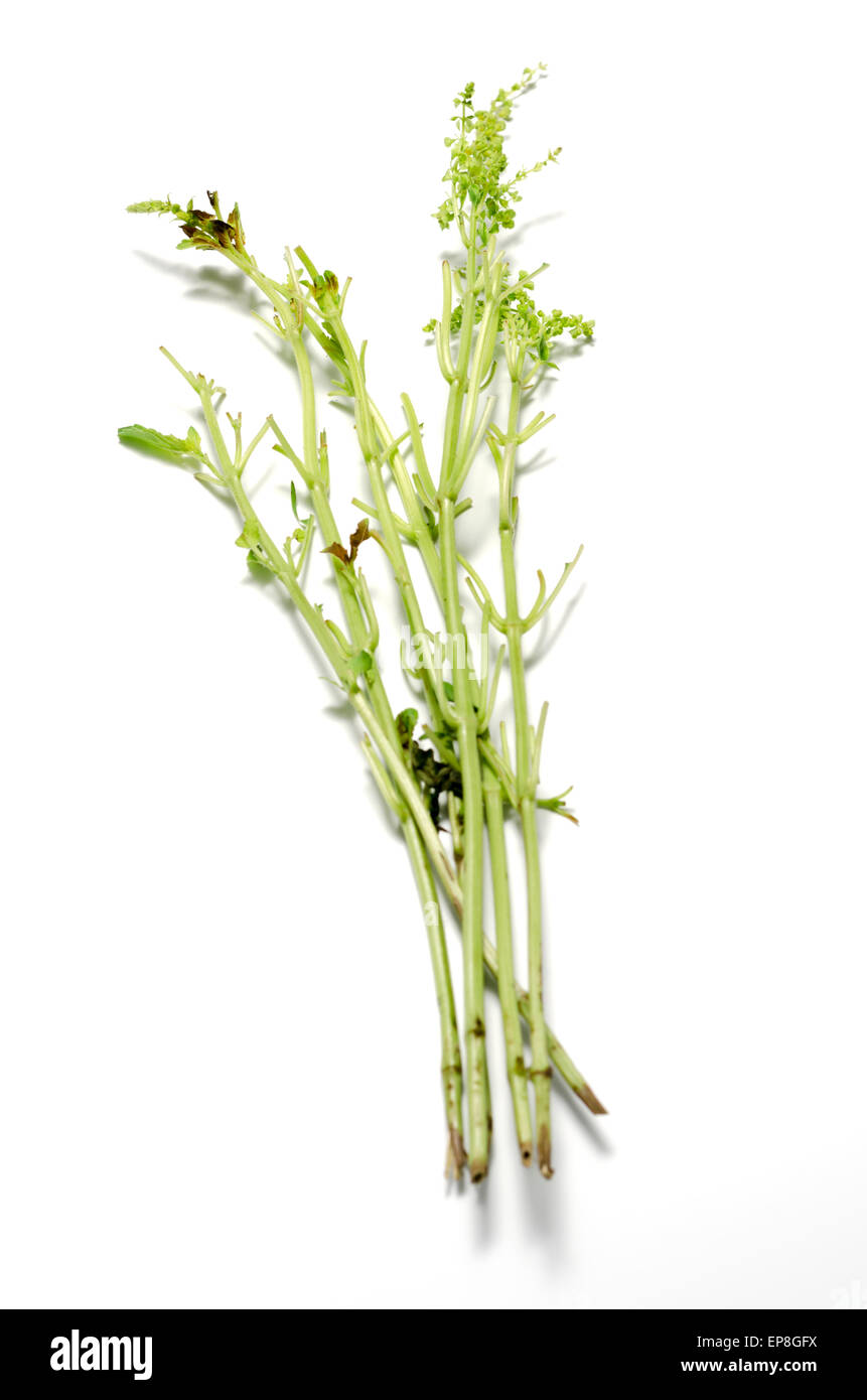 leaf stalk basil on a white background Stock Photo - Alamy