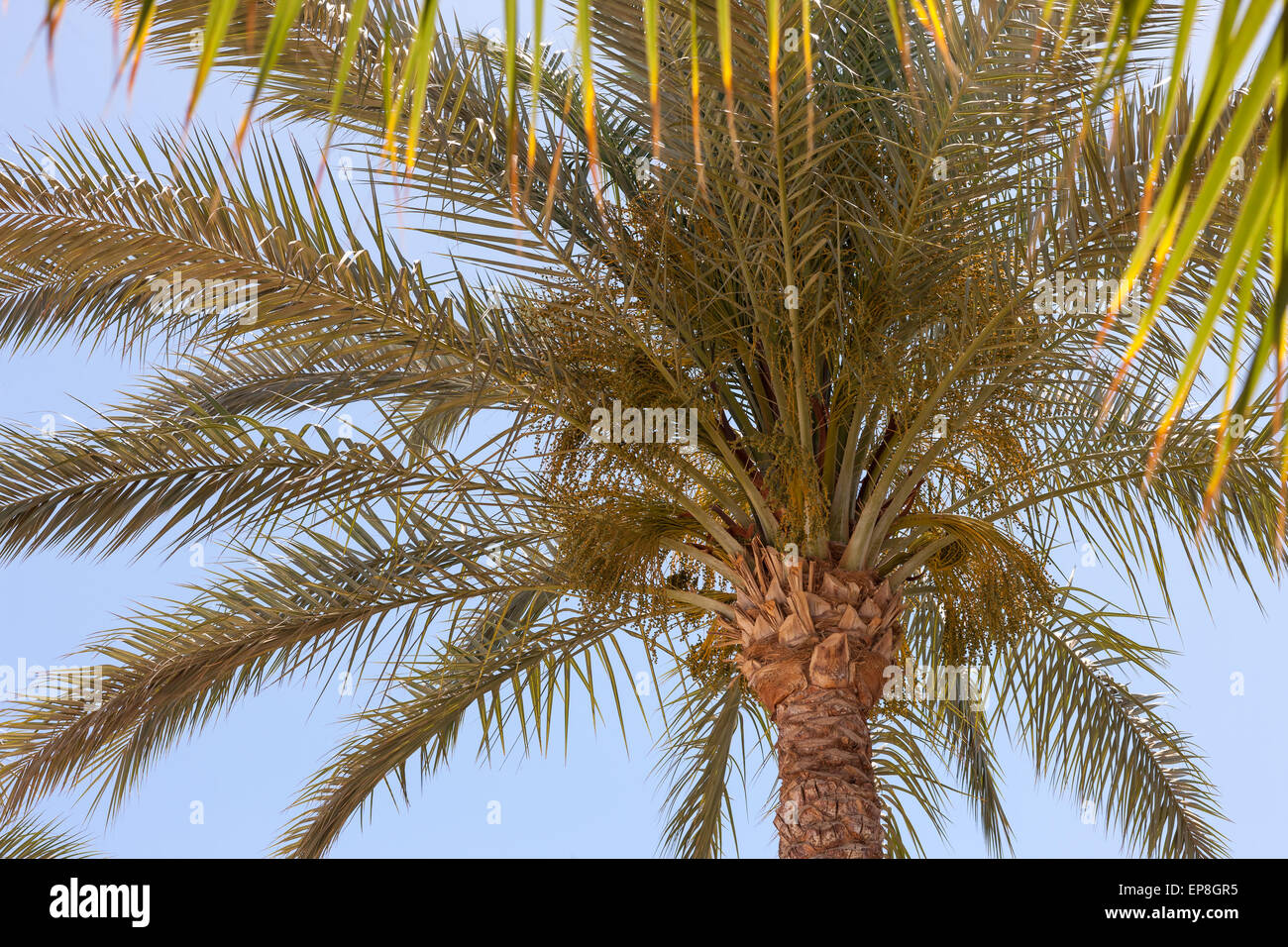 Female date palm flower hi-res stock photography and images - Alamy