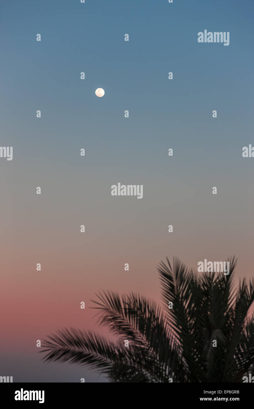 Full Moon in daylight sky and palm Stock Photo - Alamy