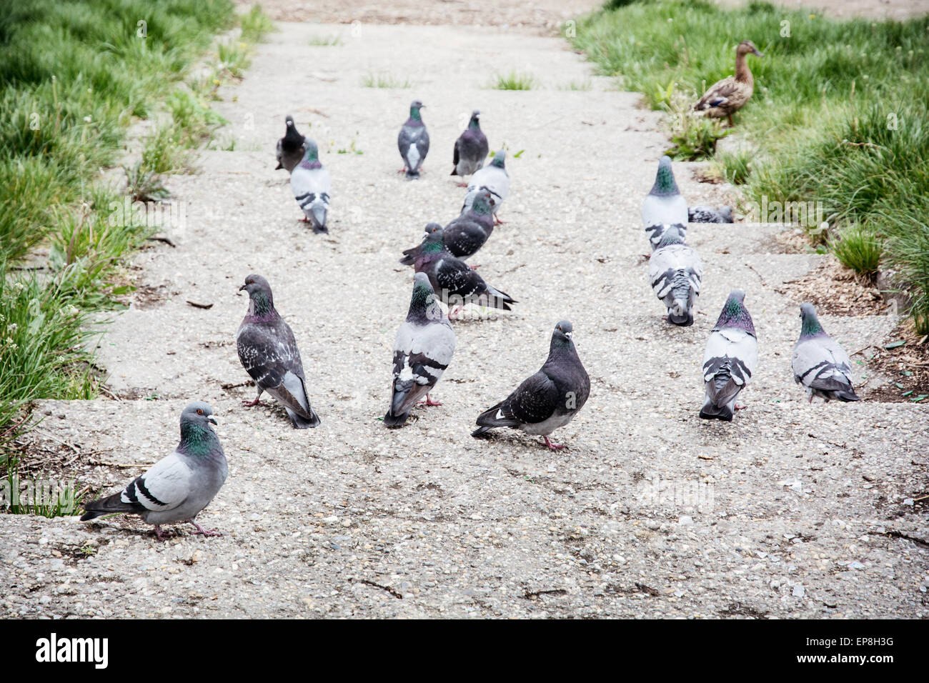 Group of pigeons in the city park Stock Photo - Alamy