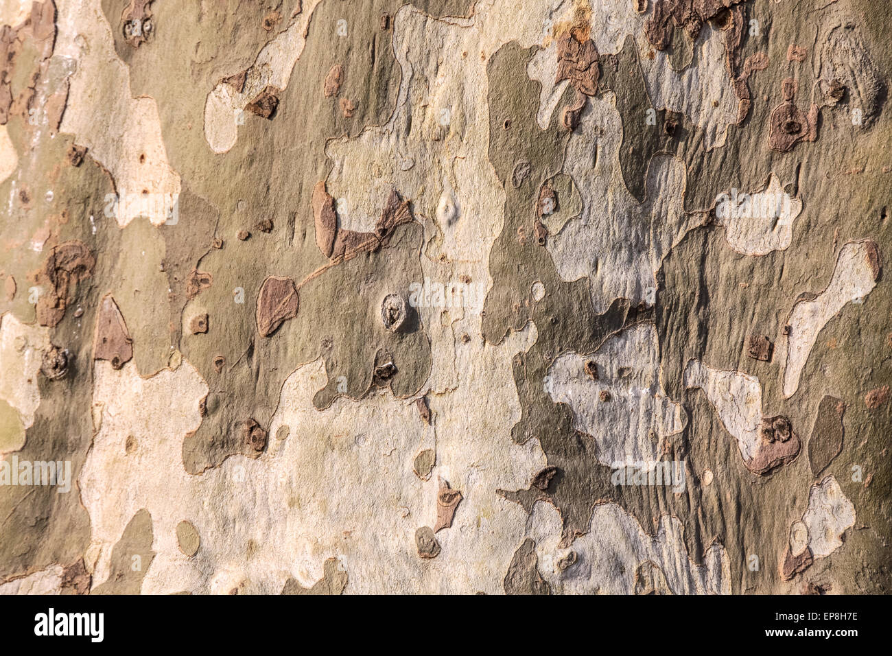 Cracked bark of an large old plane tree Stock Photo - Alamy