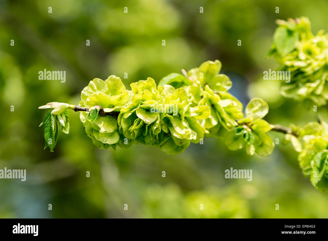 Wych elm or Scots elm (Ulmus glabra). Here seen close up in early ...