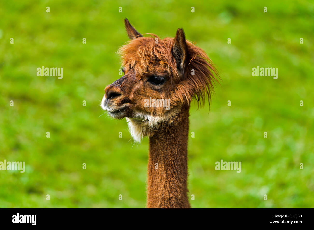 Llama (Llama glama), young animal, portrait, Switzerland Stock Photo ...