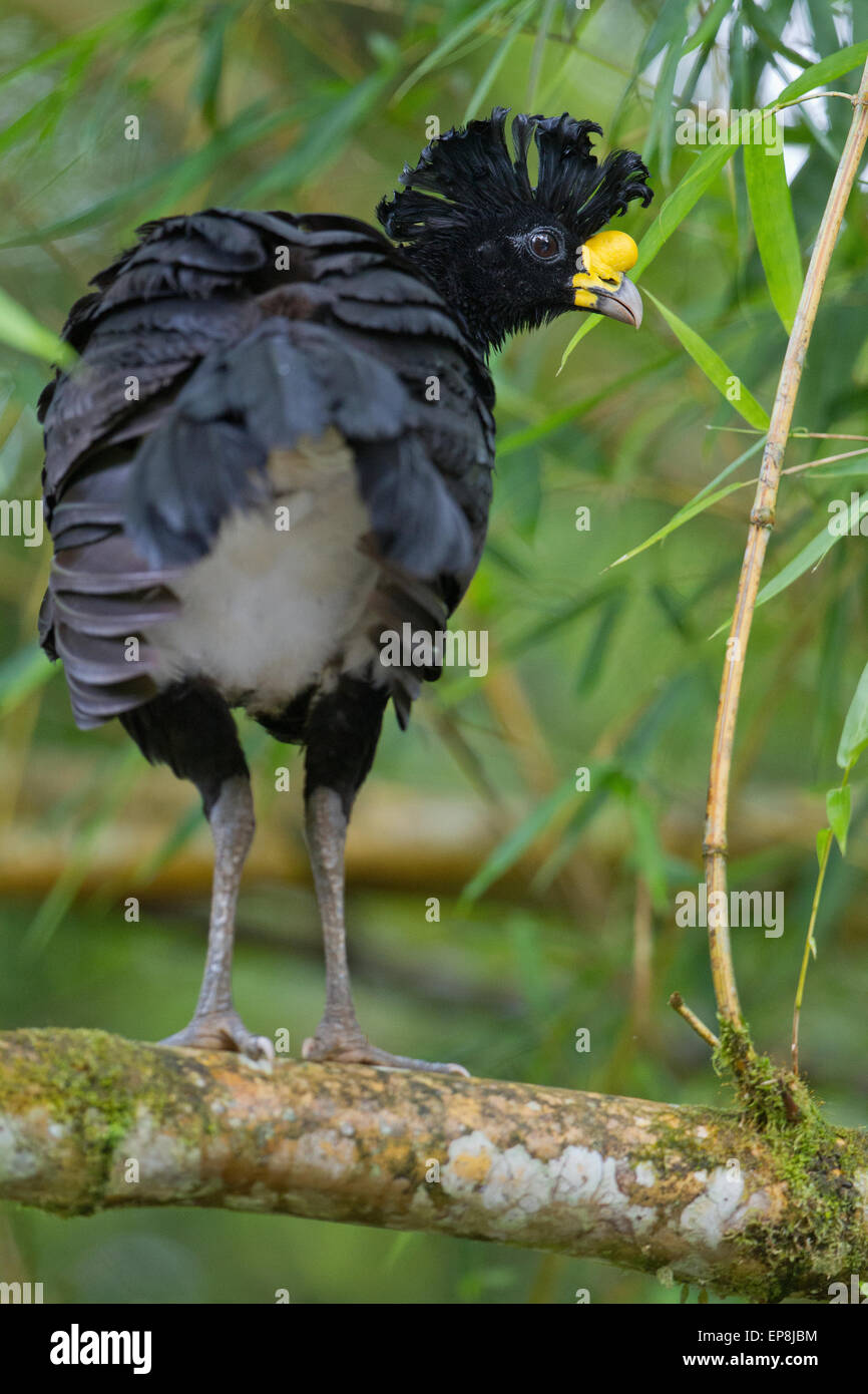 Great curassow (Crax rubra) on a branch in the rainforest, Tortuguero ...