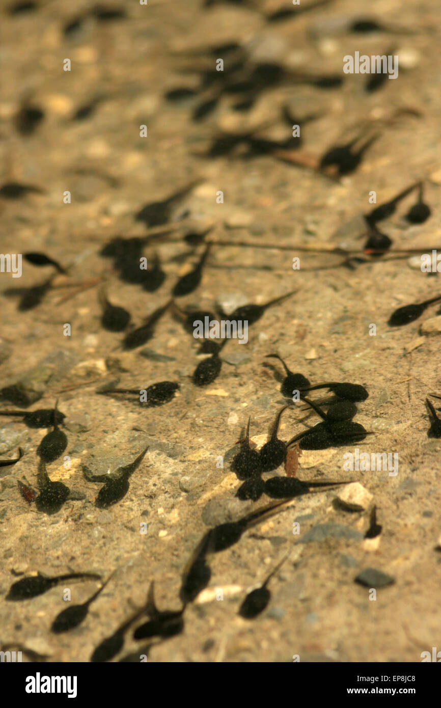 Pollywog hi-res stock photography and images - Alamy