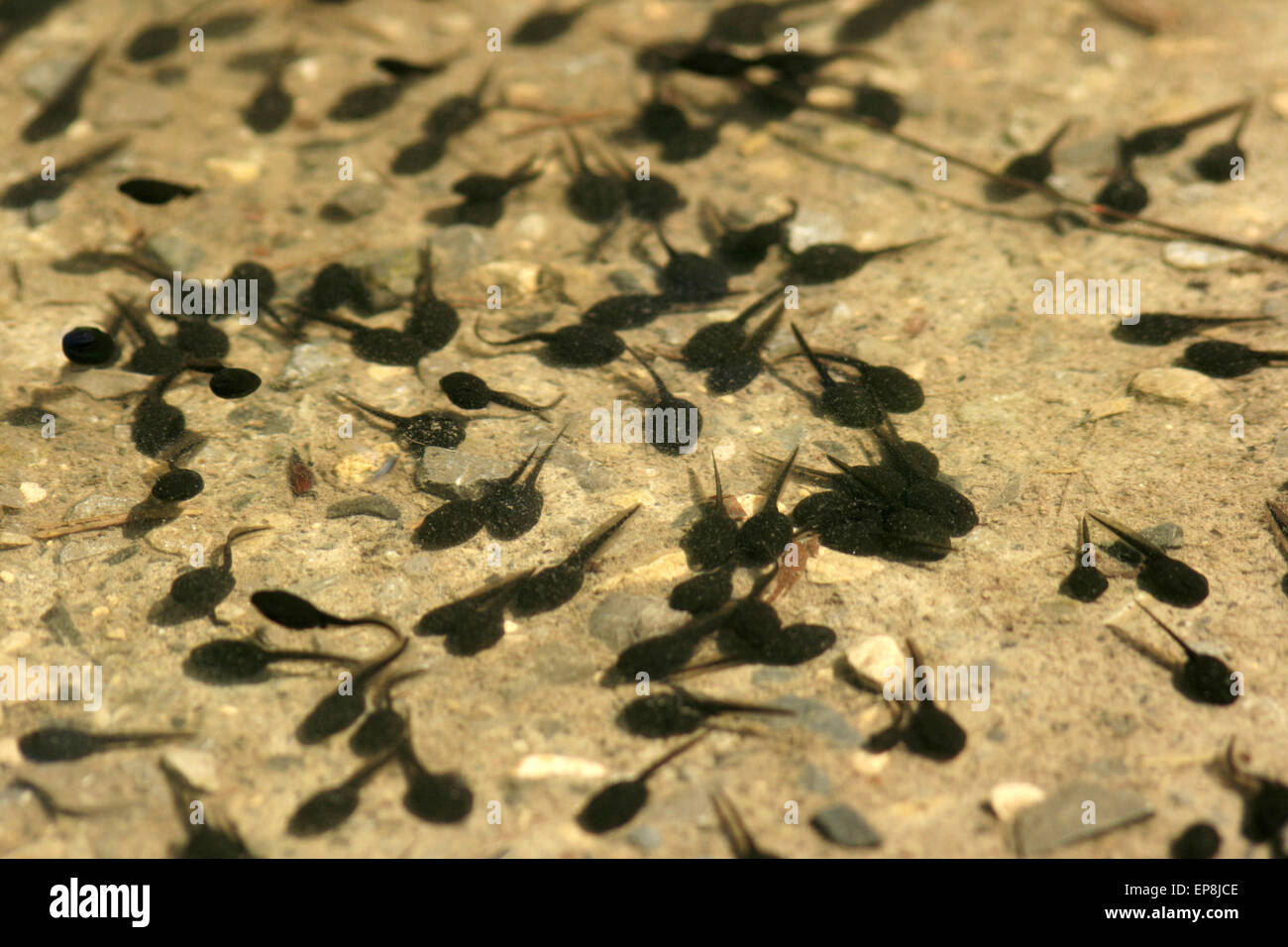 Frog with pollywogs hi-res stock photography and images - Alamy