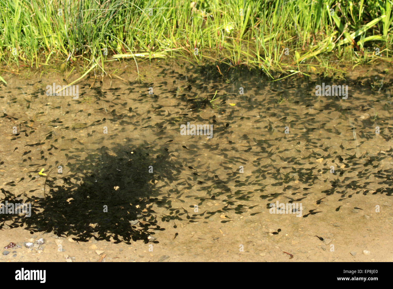 Pollywog hi-res stock photography and images - Alamy