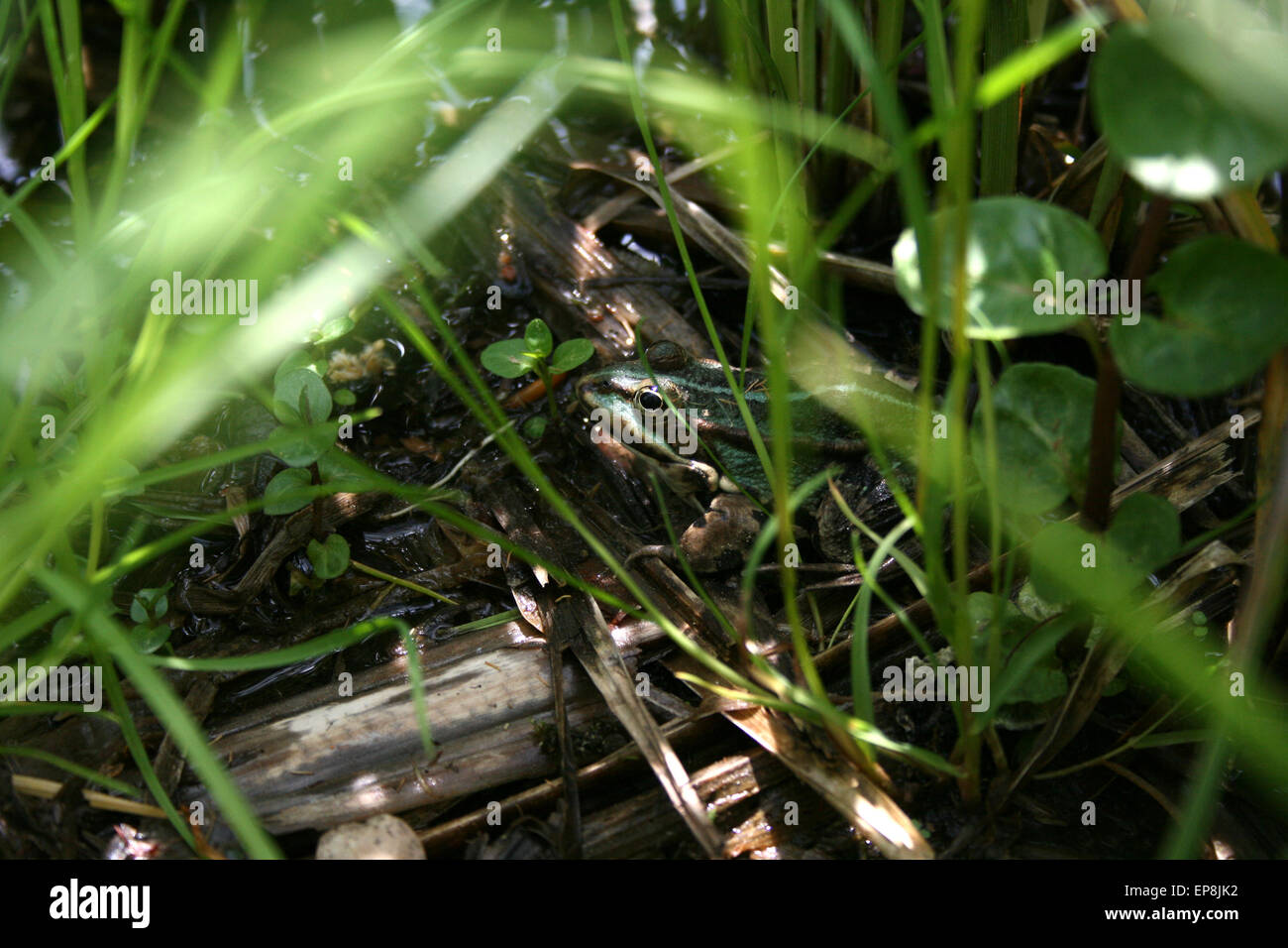 Hiding reed hi-res stock photography and images - Alamy