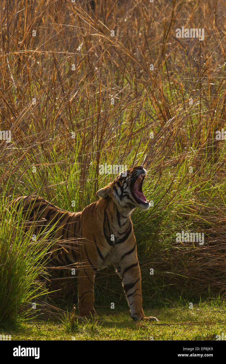 Backlit Wild Bengal Tiger standing and yawning in the forest grasslands ...
