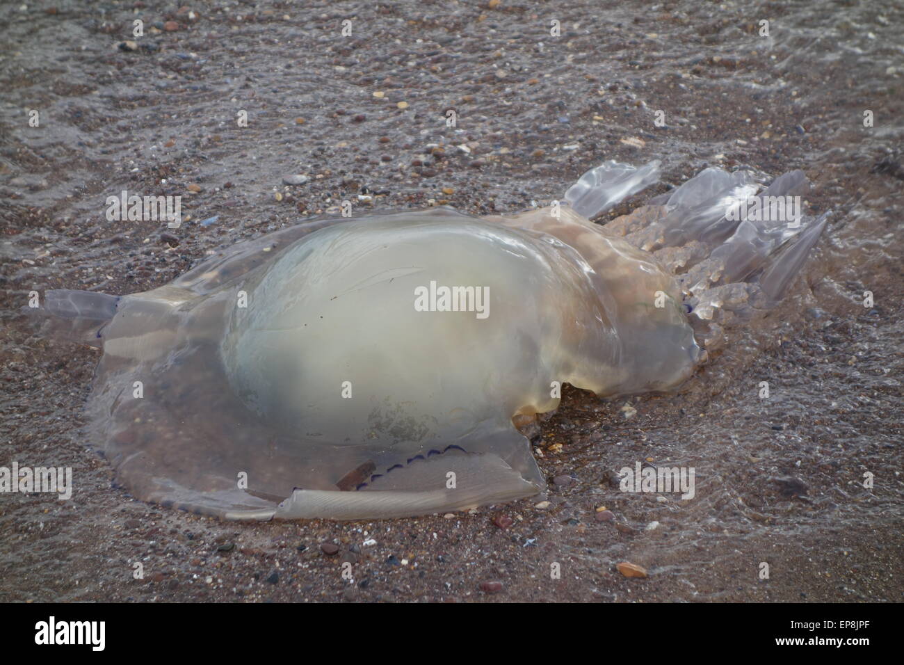 Sea creature washed up hi-res stock photography and images - Alamy