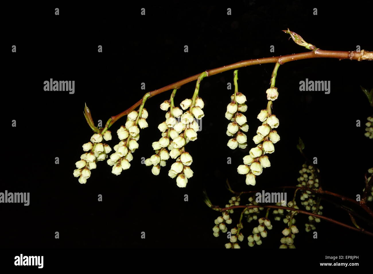 Stachyurus praecox spring hi-res stock photography and images - Alamy