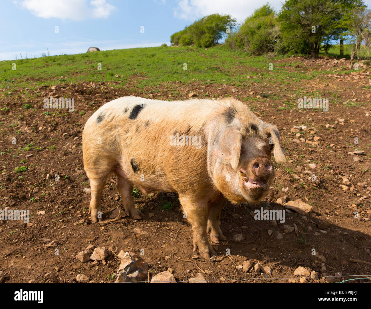 Big pig hi-res stock photography and images - Alamy