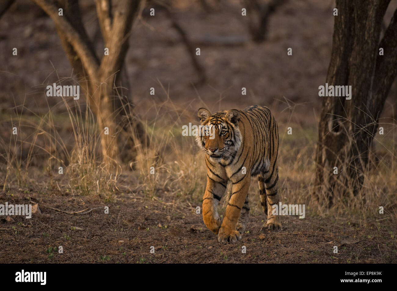 Tiger stalking in ranthambore hi-res stock photography and images - Alamy