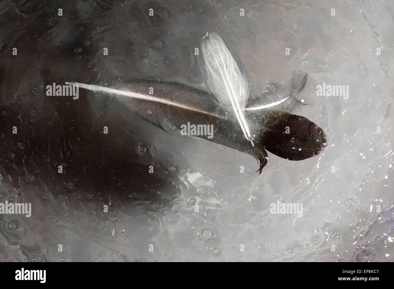 Three floating pigeon feathers on the surface of oil and water Stock ...