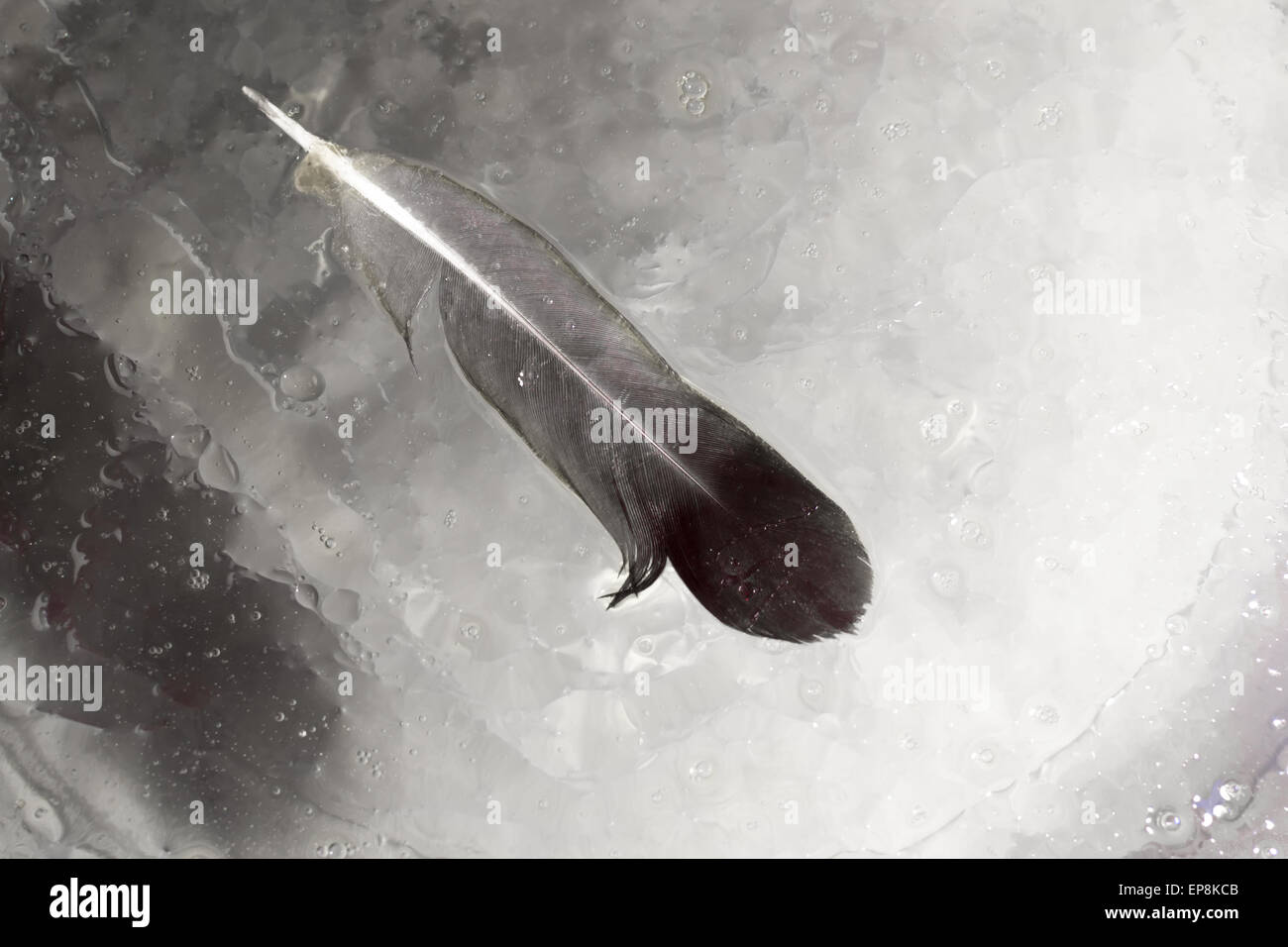 floating pigeon feather on the surface of oil and water in black and ...