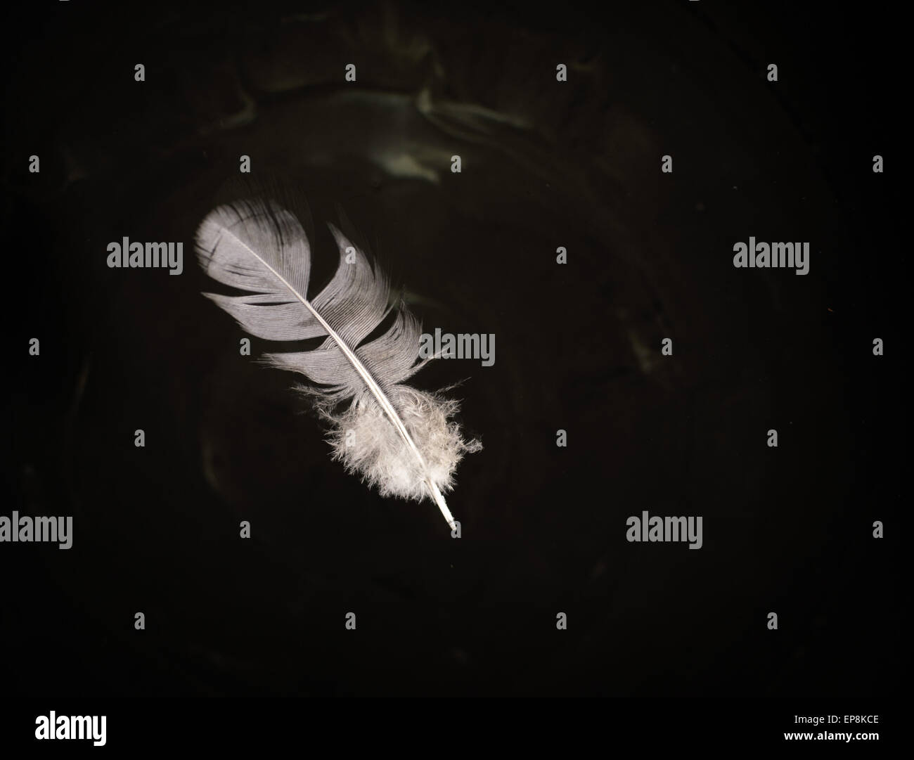 Solitary floating pigeon feather on the surface of water Stock Photo ...