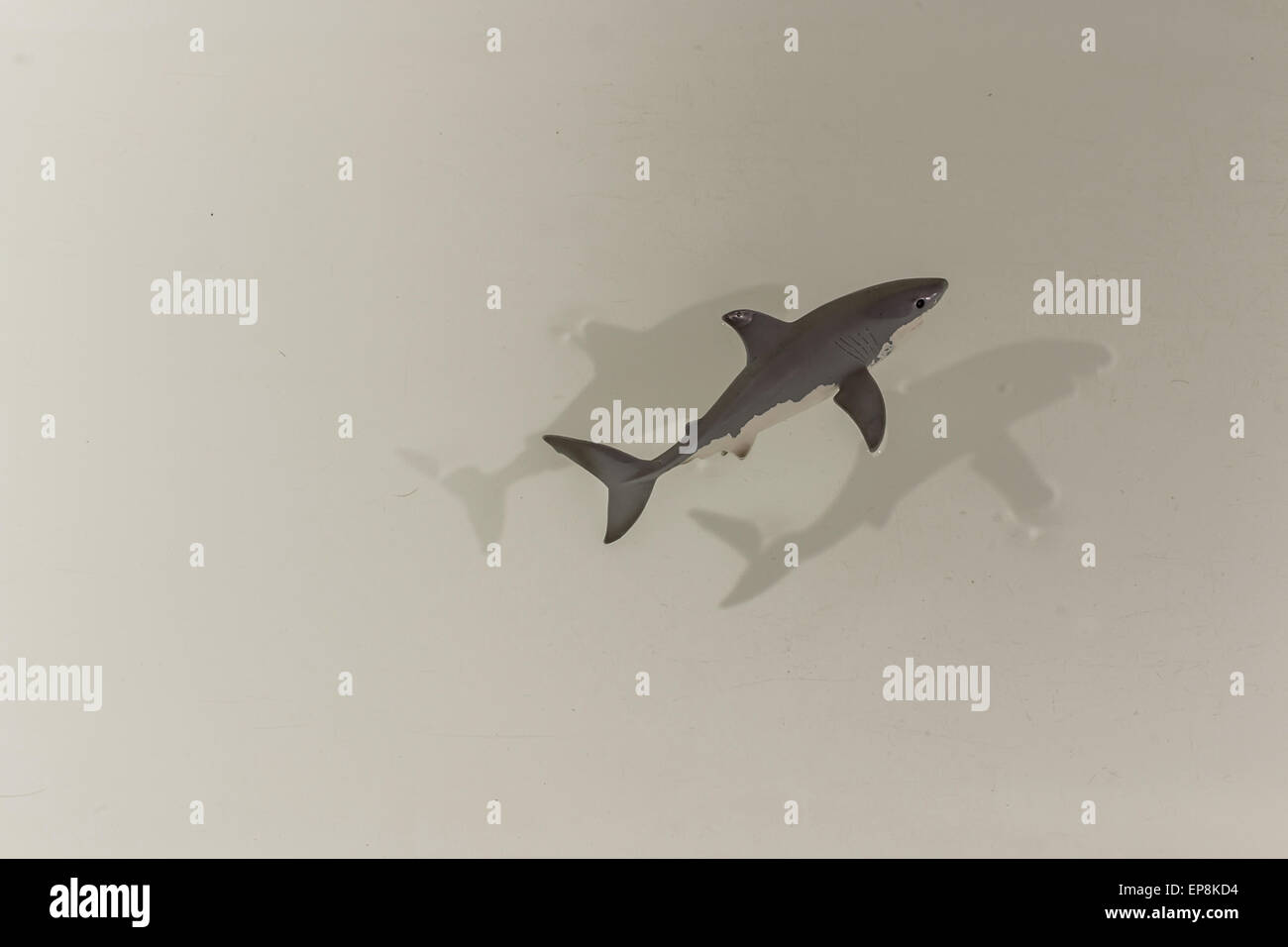 Overhead image of a toy great white shark on isolated background with ...