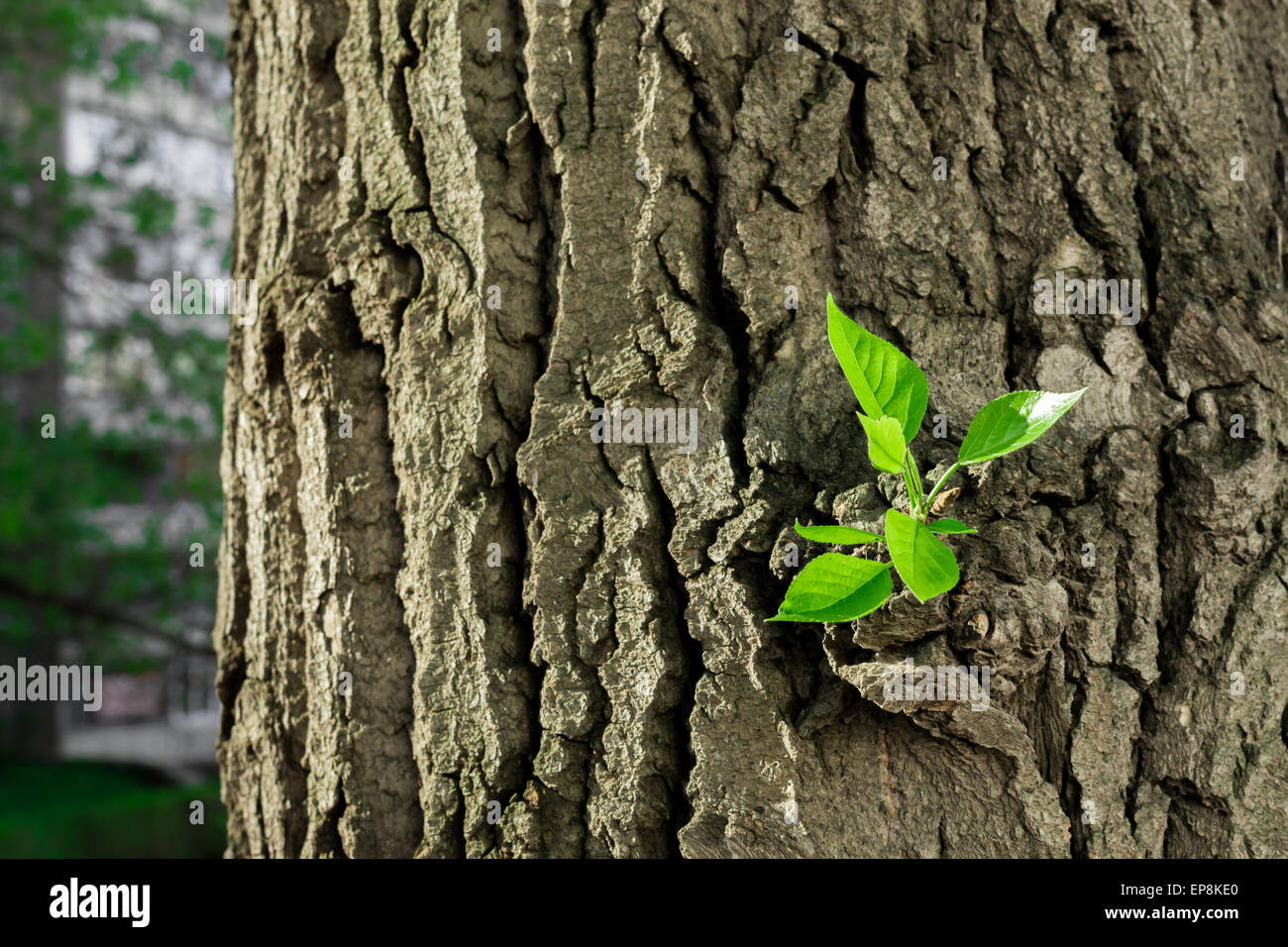 Bright green tree shoots on bark in natural sunight Stock Photo - Alamy