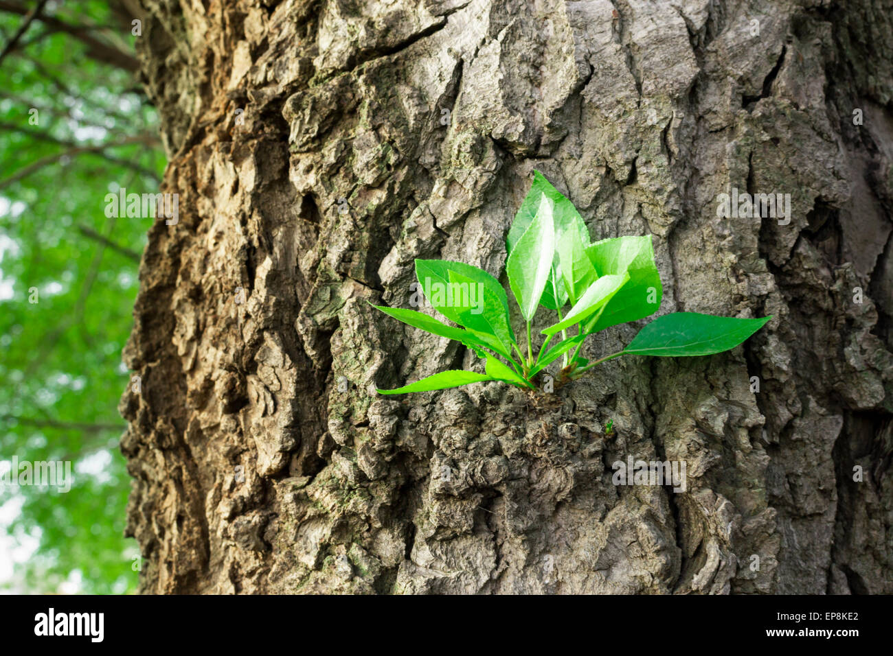 Fresh spring saplings growing from an establised tree bark Stock Photo ...