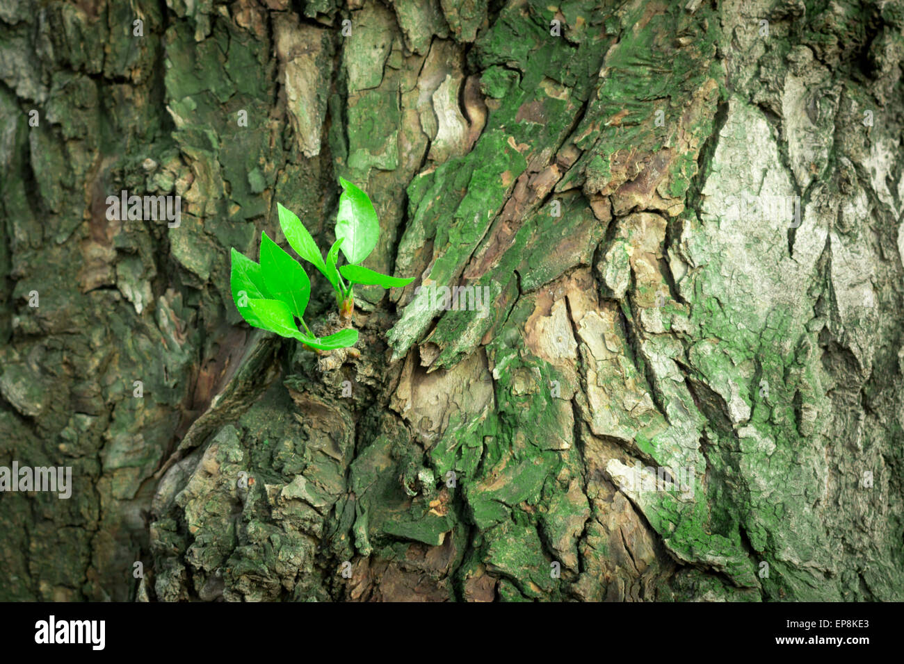 New shoot growing from tree hi-res stock photography and images - Alamy