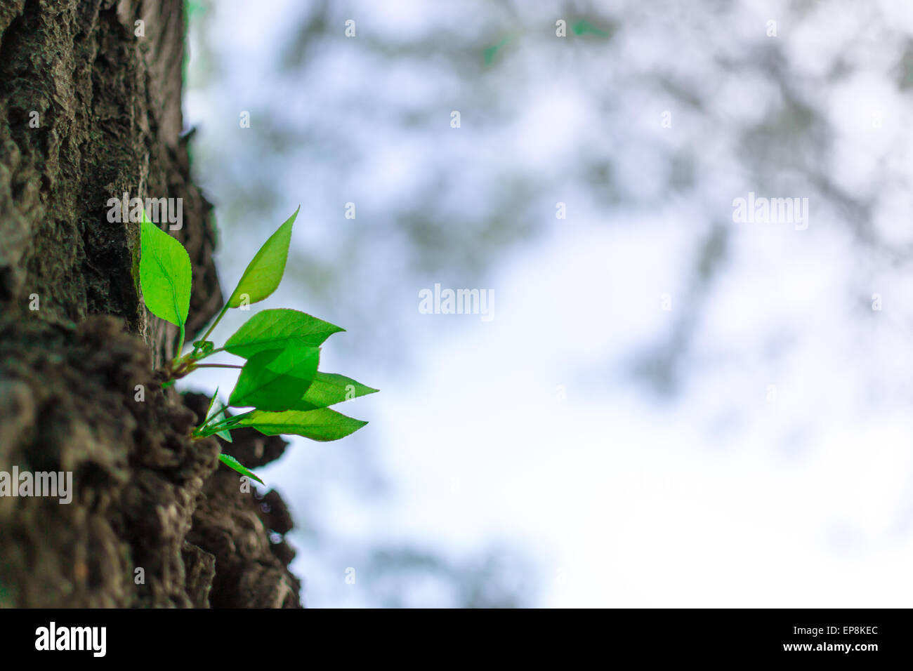 Bud burst hi-res stock photography and images - Alamy