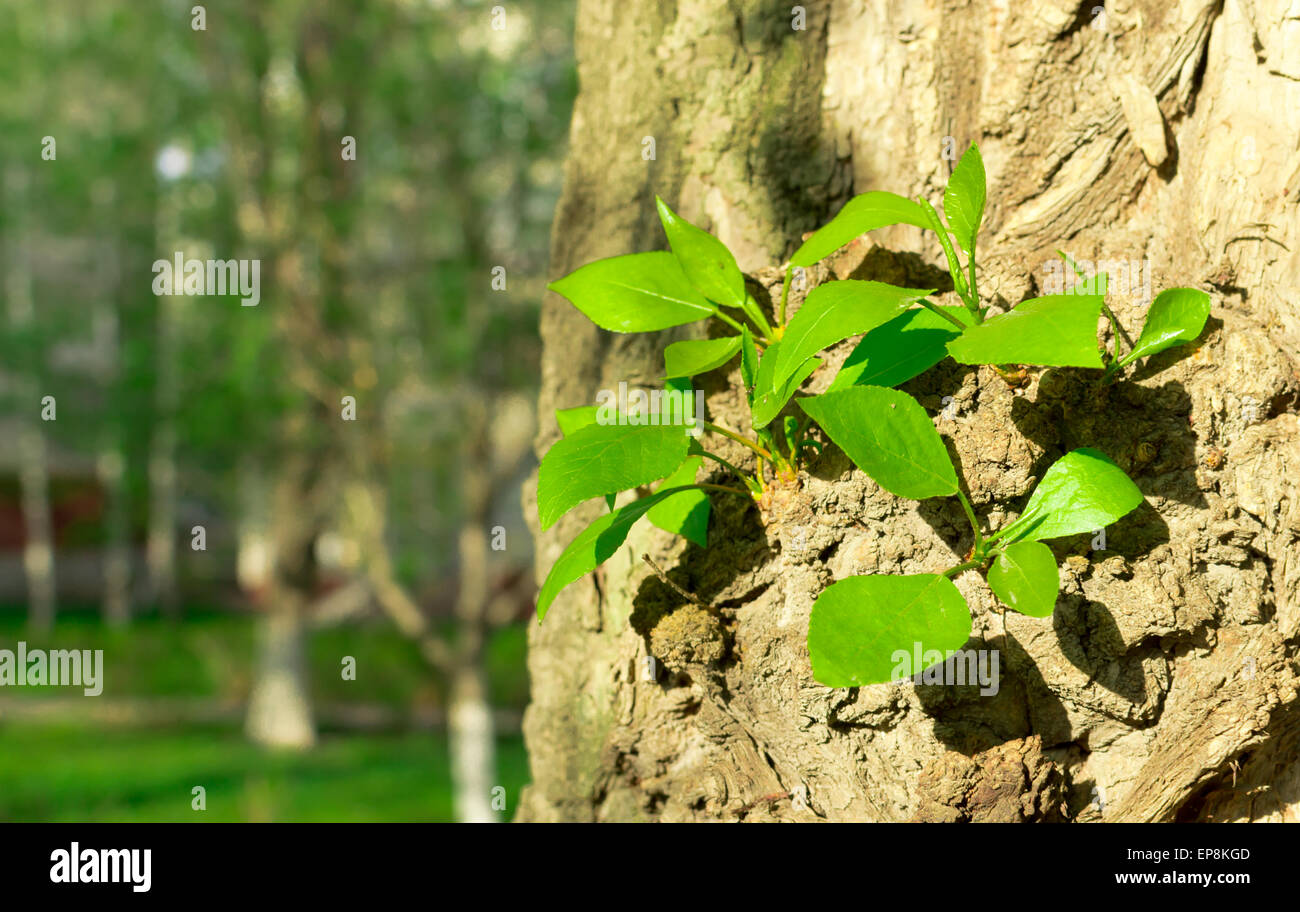 New fresh green summer shoots grow from the shaft of a well established ...