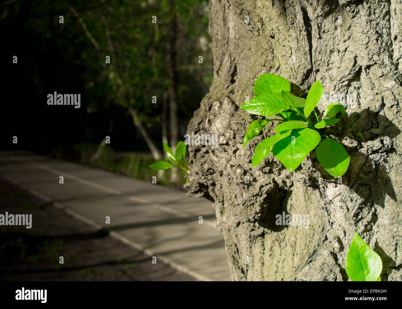 New fresh spring shoots grow from the trunk of a well established tree ...