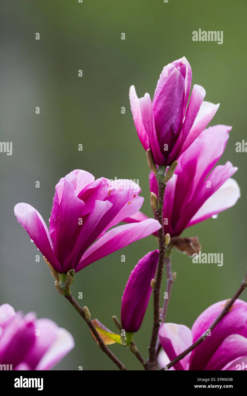 Magnolia galaxy hi-res stock photography and images - Alamy