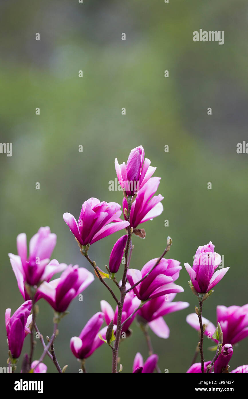 Magnolia galaxy hi-res stock photography and images - Alamy