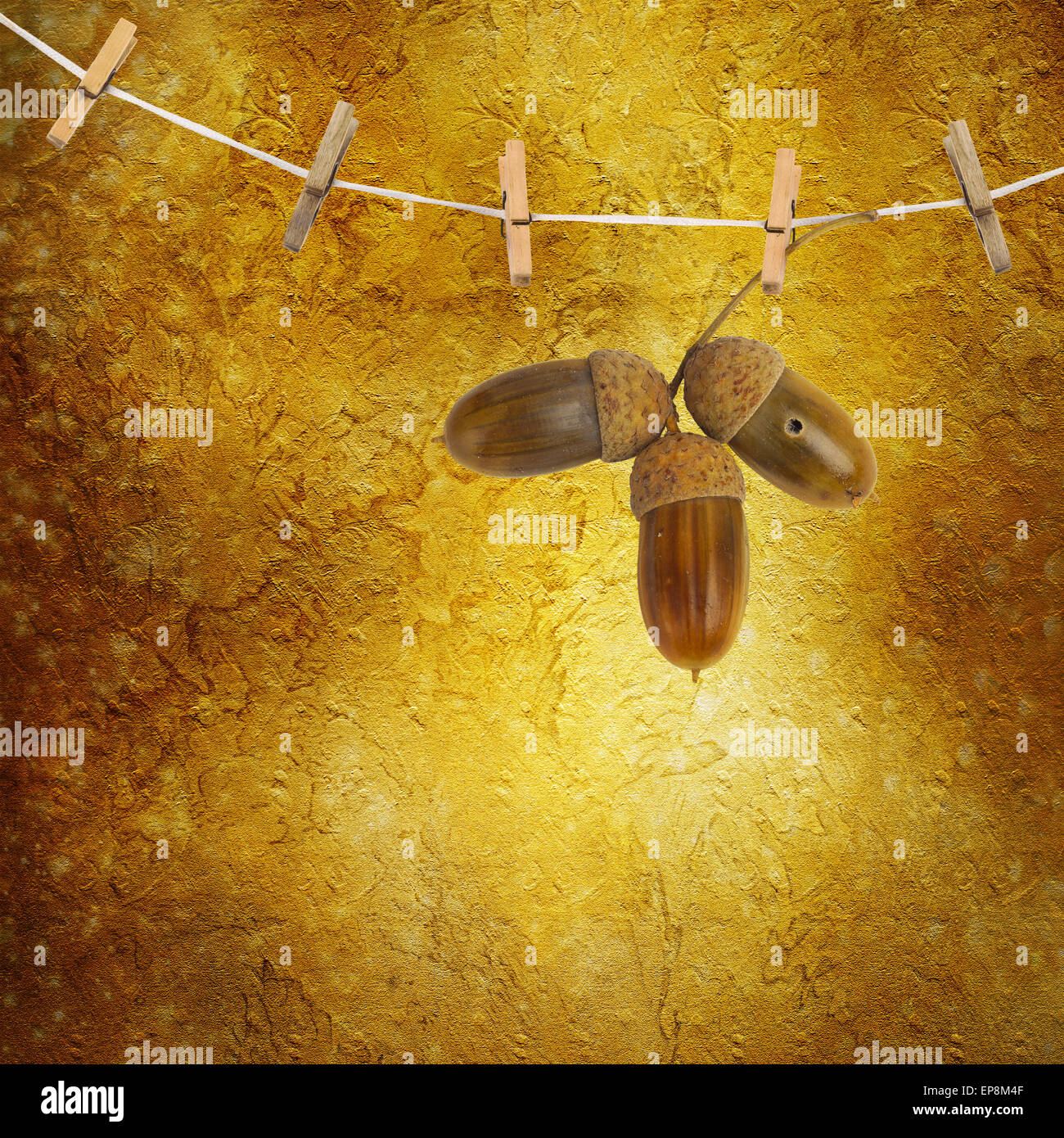 Oak branch with acorns hanging on clothesline on abstract background ...