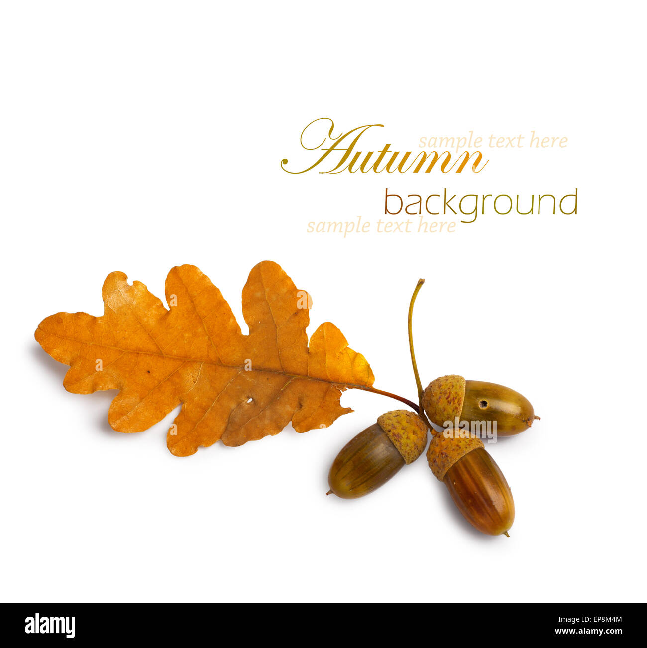 Oak branch with acorns isolated on a white background Stock Photo - Alamy
