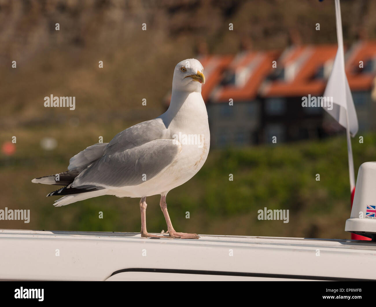 seagulls in the harbour at Whitby,Yorkshire,UK.taken 12/04/2015 Stock ...