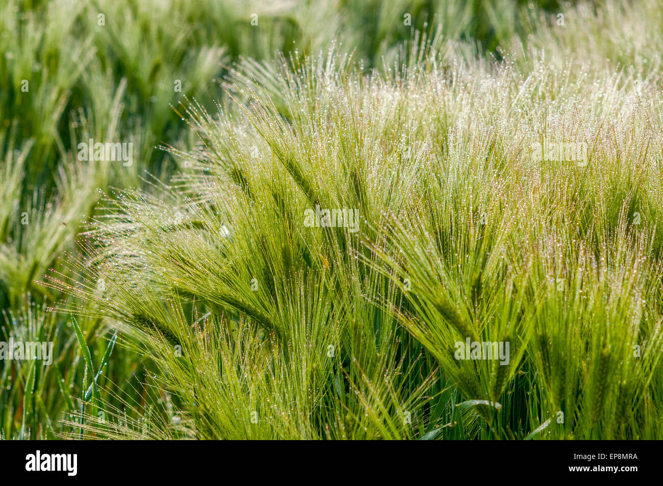 Morning dew winter hi-res stock photography and images - Alamy