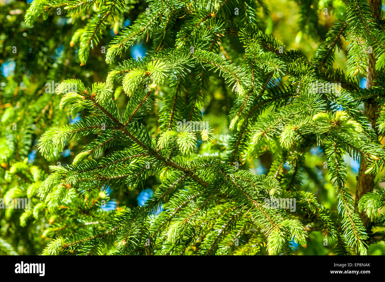 Needle tree hi-res stock photography and images - Alamy