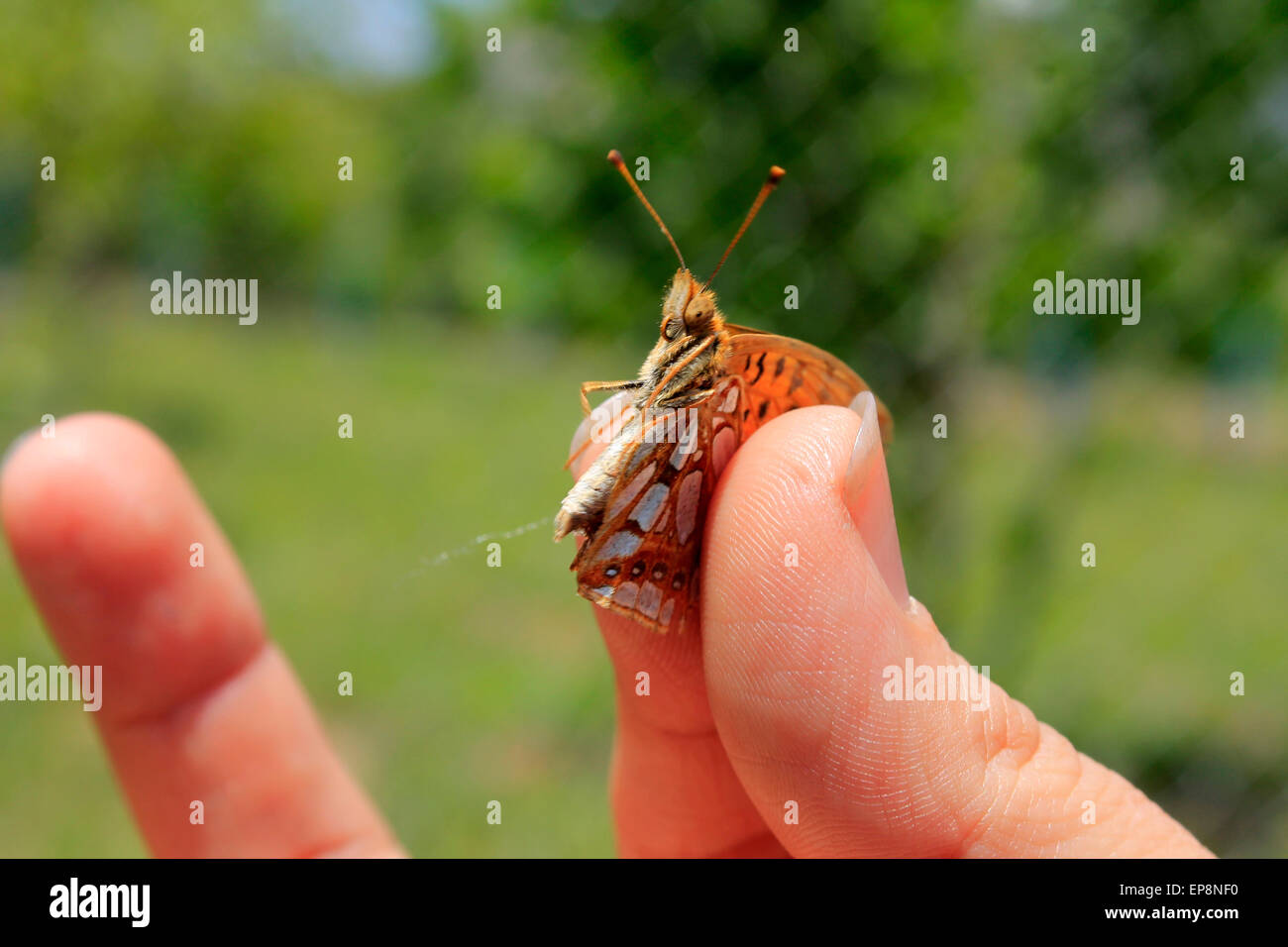 Butterfly in hands hi-res stock photography and images - Alamy