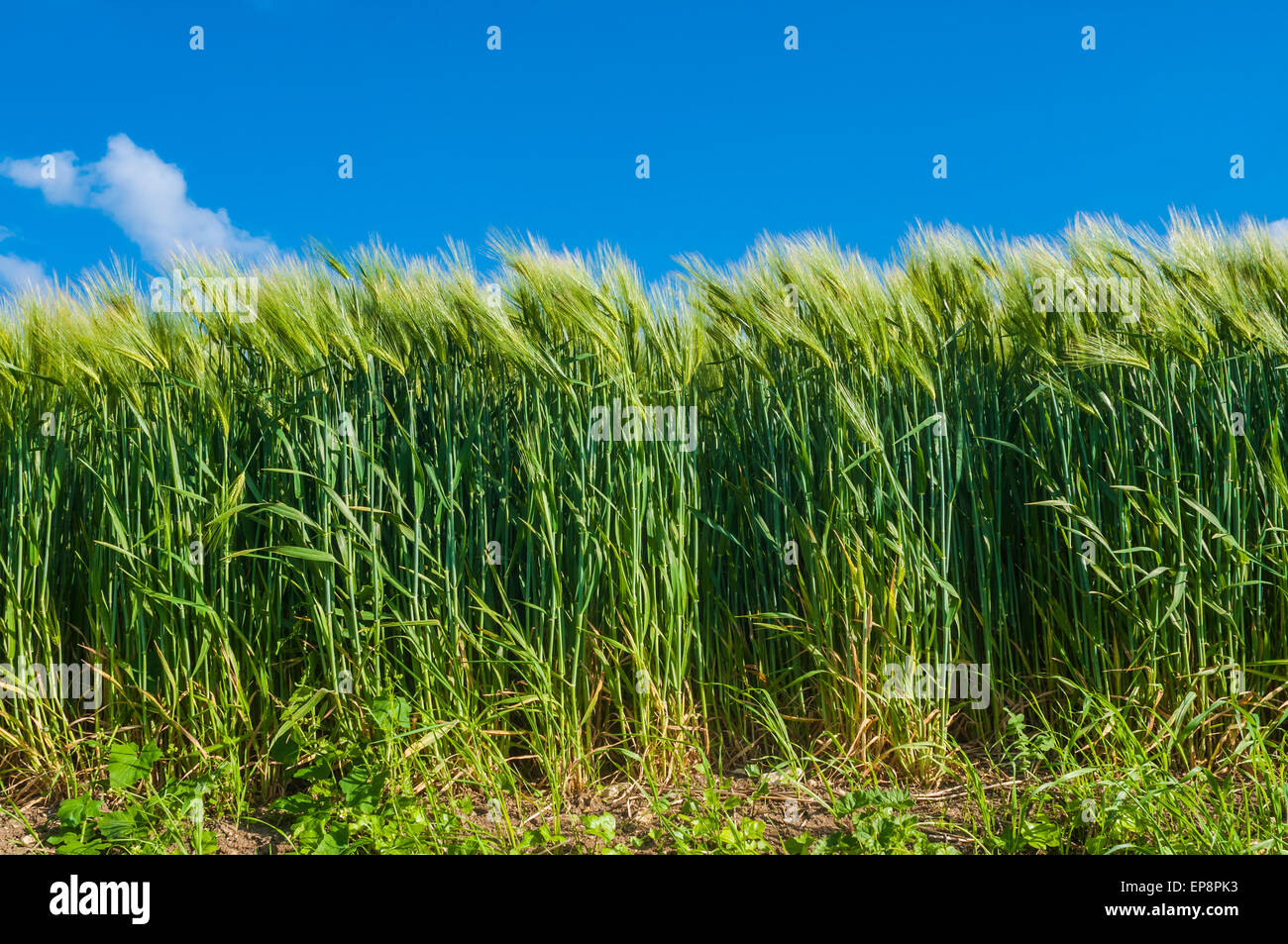 Winter barley crop hi-res stock photography and images - Alamy