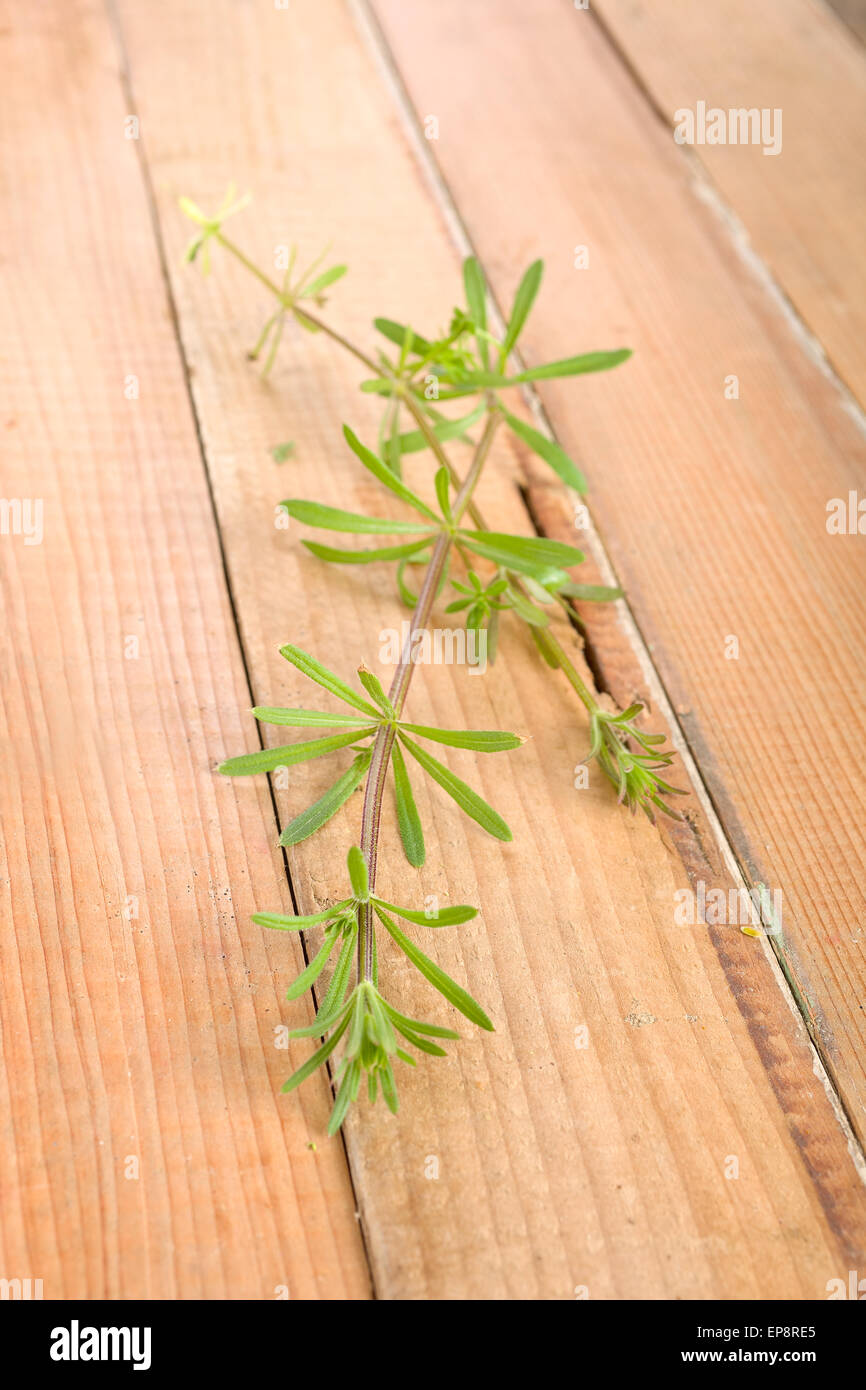 Velcro weed hi-res stock photography and images - Alamy