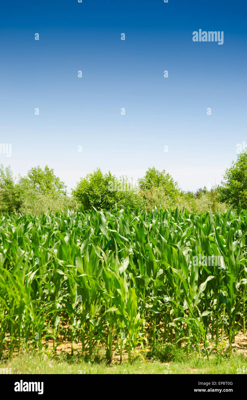 Corn field on bright summer day Stock Photo - Alamy