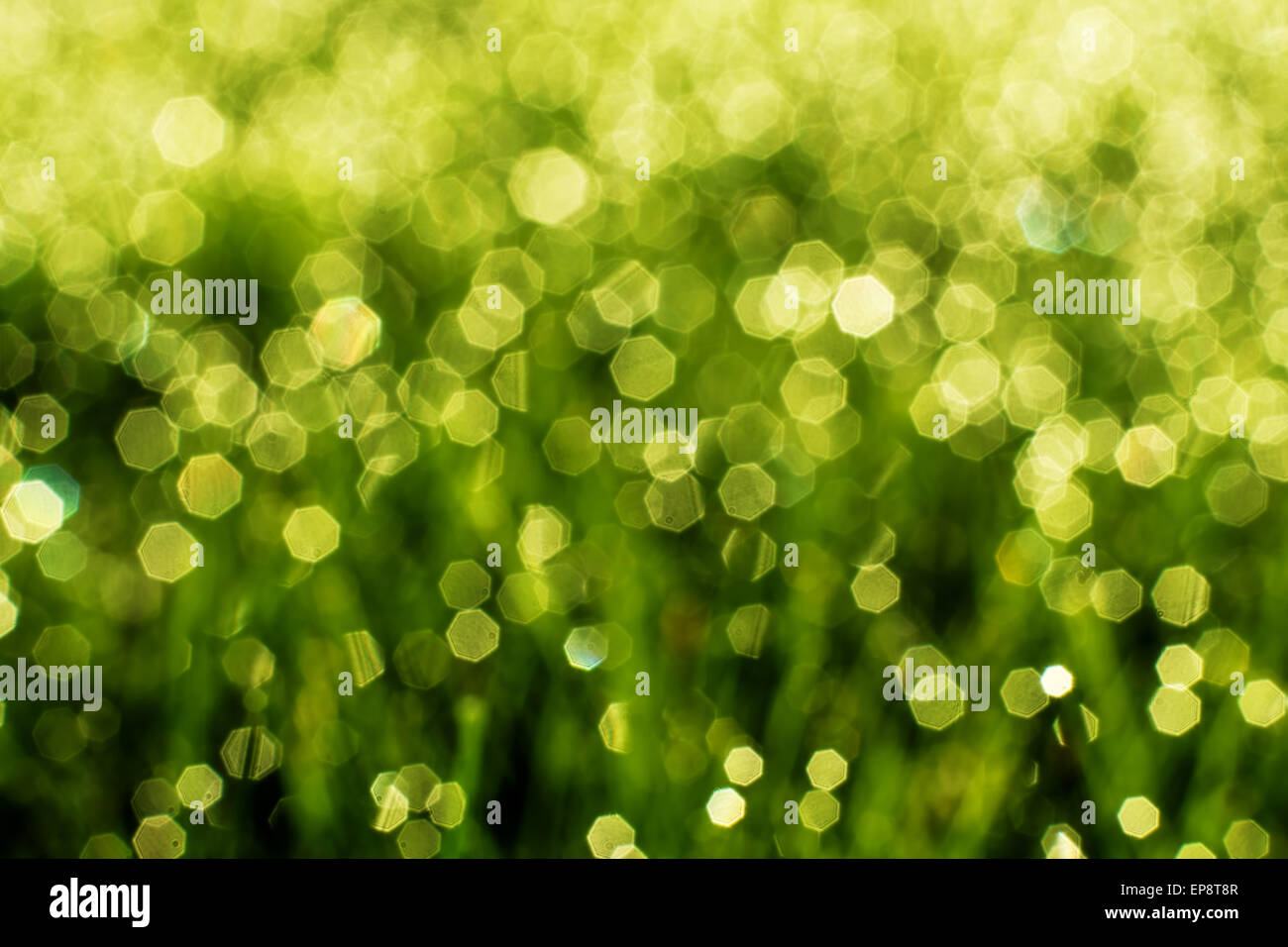Sunny abstract green nature background Stock Photo - Alamy