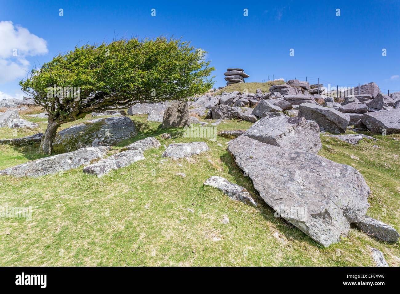 cheesewring bodmin moor cornwall england uk wind swept trees Stock ...