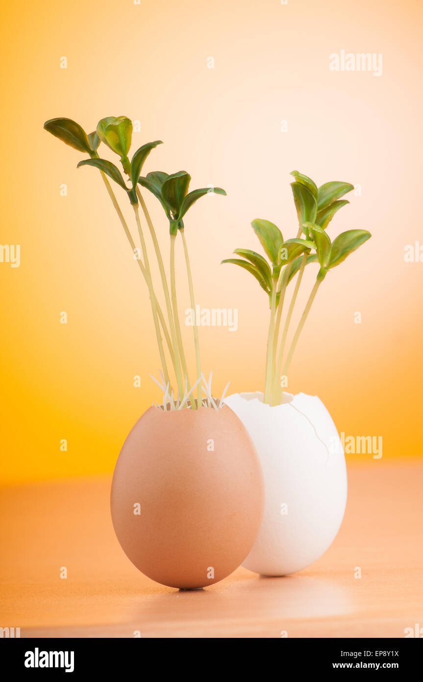 Eggs with green seedling in new life concept Stock Photo - Alamy