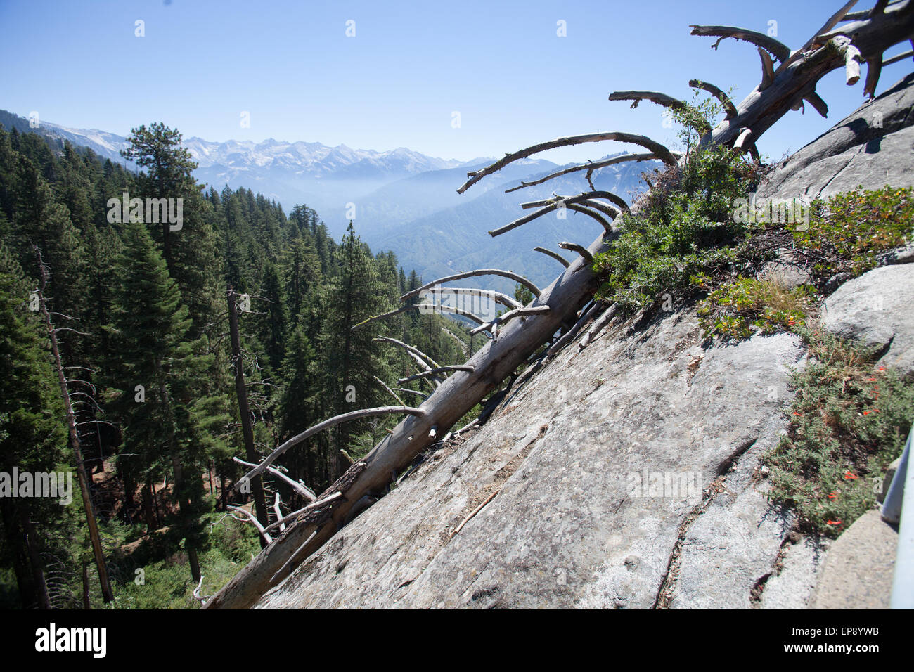 Landscape in Sequoia National park in California, USA Stock Photo - Alamy
