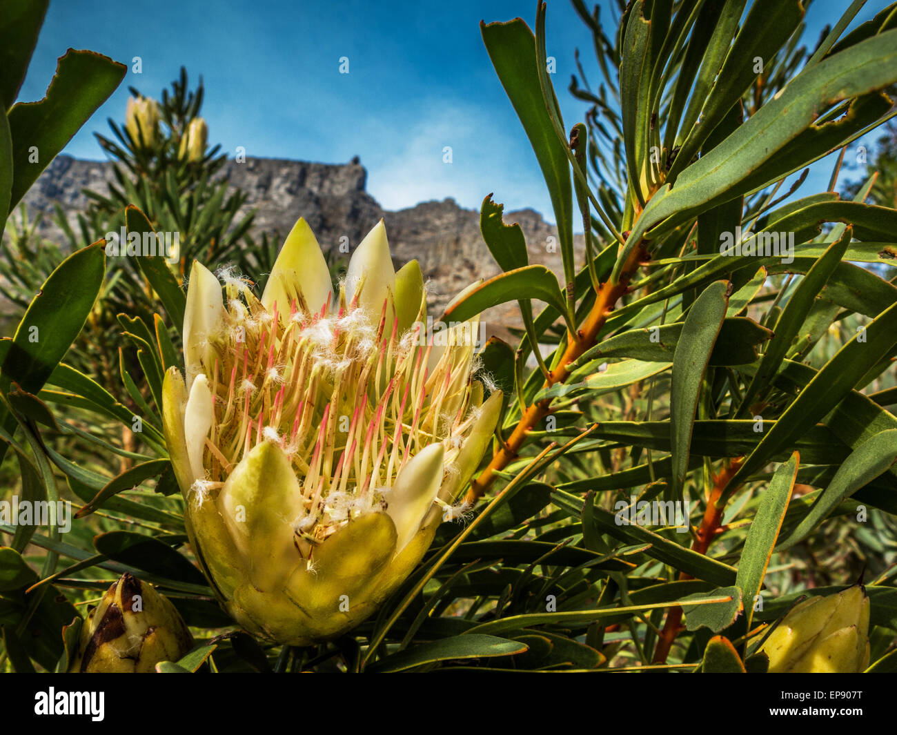 Diversity people indigenous hi-res stock photography and images - Alamy