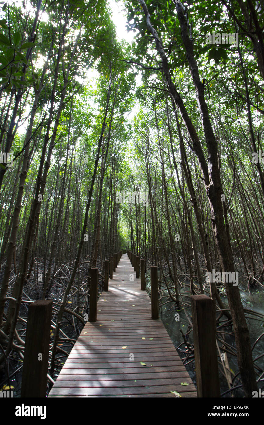 Long wood bridge in mangrove forest Stock Photo - Alamy