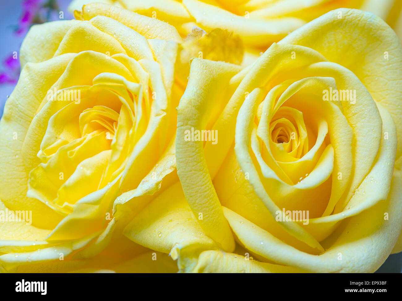 Yellow roses bush hi-res stock photography and images - Alamy